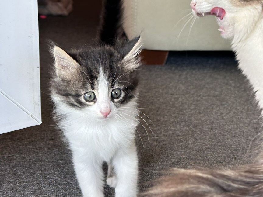 Котенок бесплатно