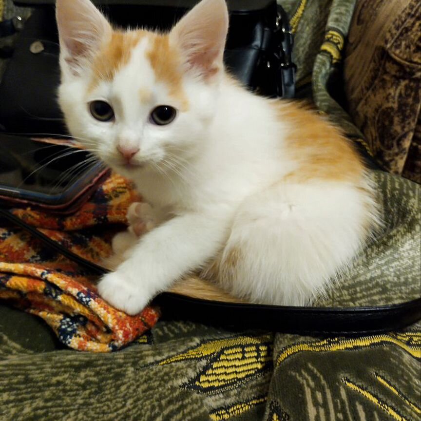 Котёнок Сеня в добрые руки