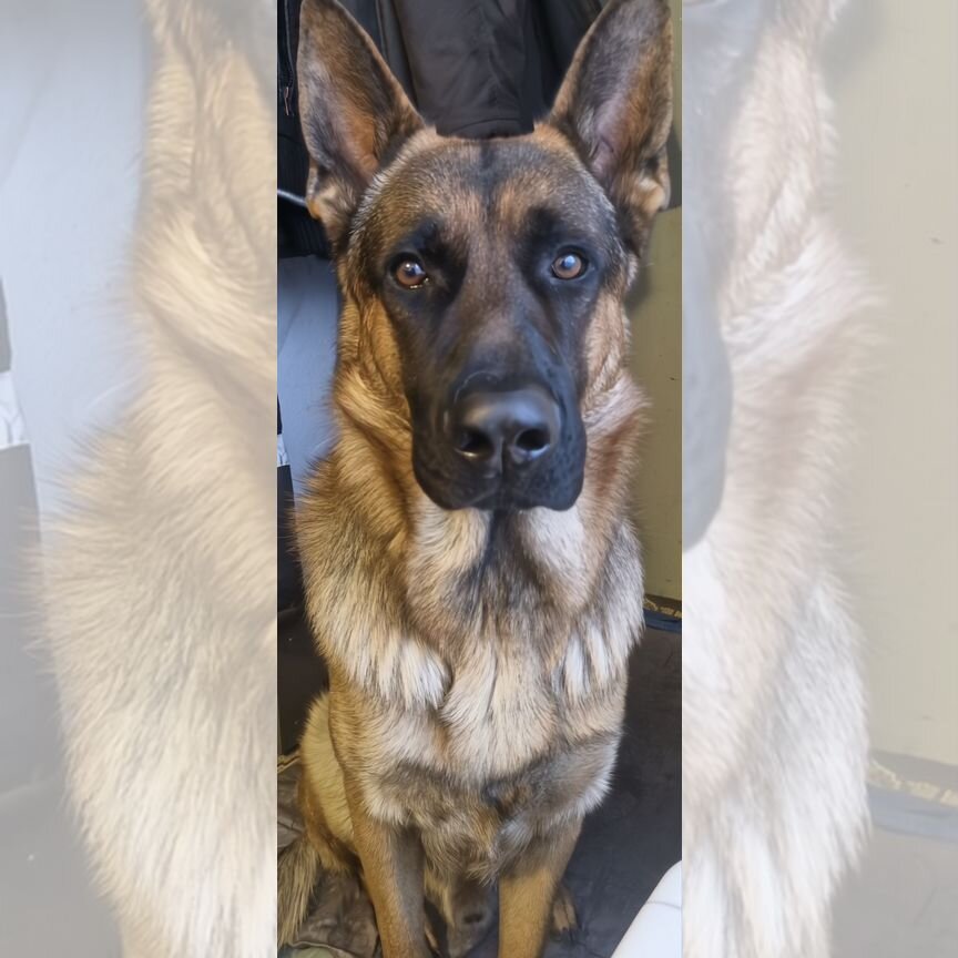 Немецкая овчарка, взрослый пёс