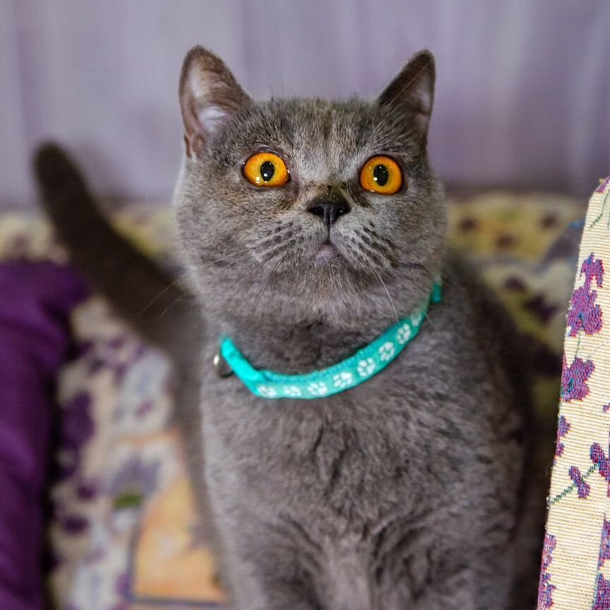 Маруся-трампампуся в поисках дома и семьи