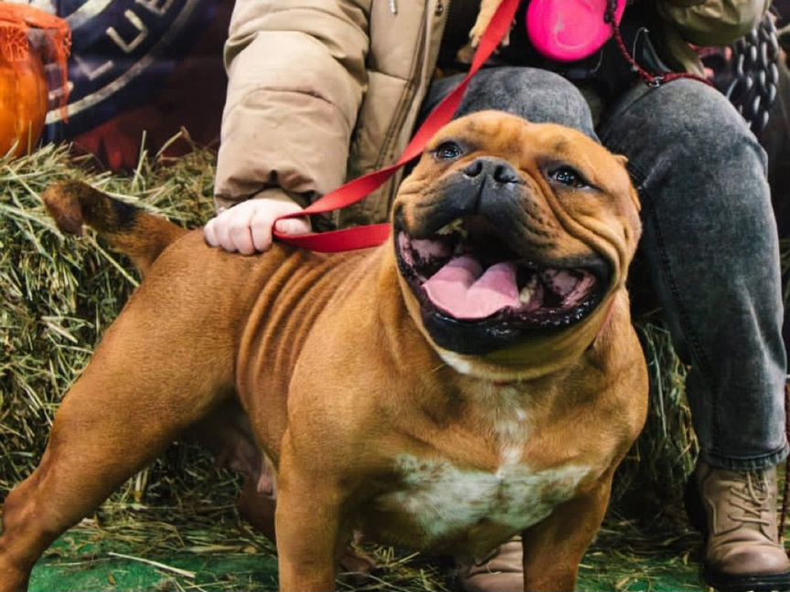 Американский булли