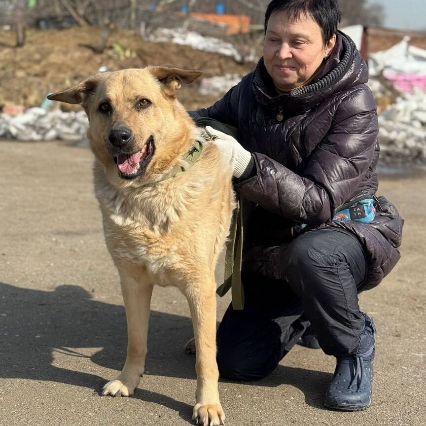 Взрослый пёс в добрые руки