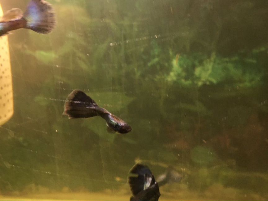 Рыбы гуппи - северное сияние,мальки меченосцы