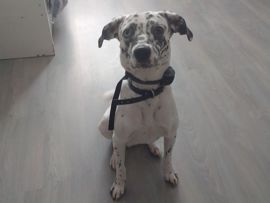 Собака далматин