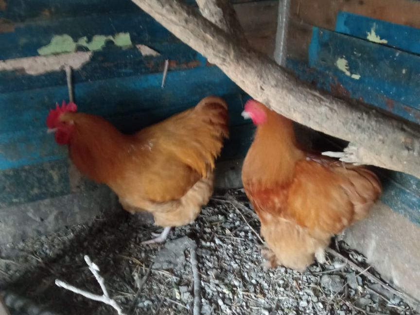 Петухи орпингтоны