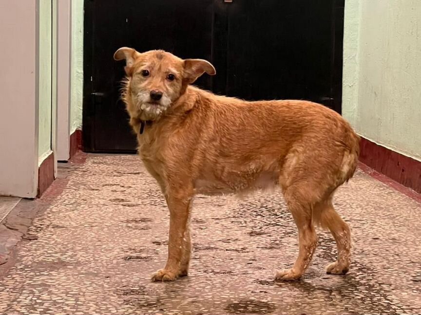 Ирландский терьер