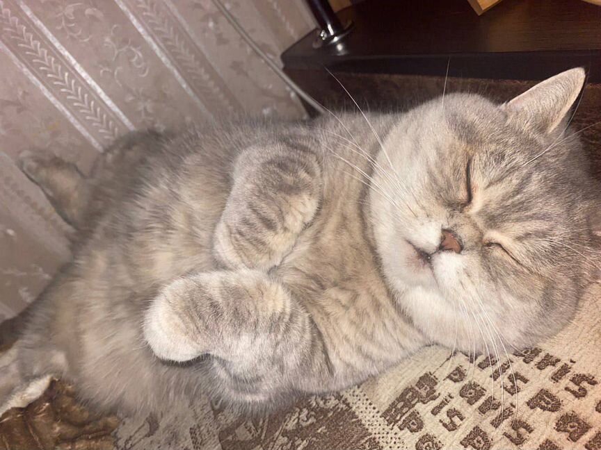 Киска британка