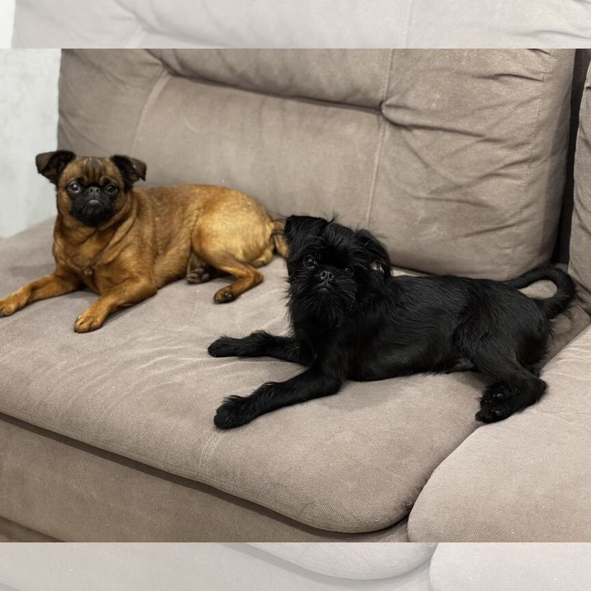 Бельгийский гриффон, щенок