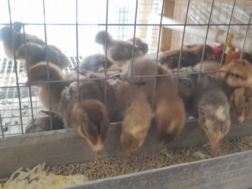 Билефельдер петушки