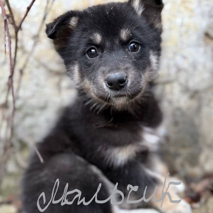 Симпатичные щенки ищут дом