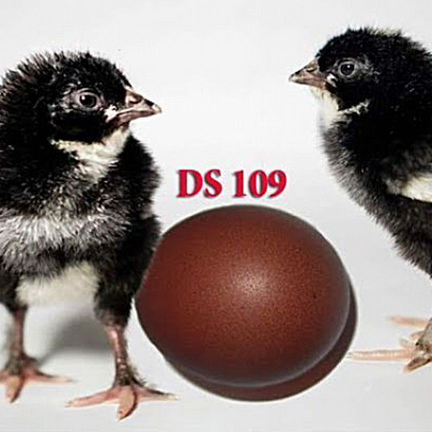 Цыплята декалб уайт и доминант дс 109