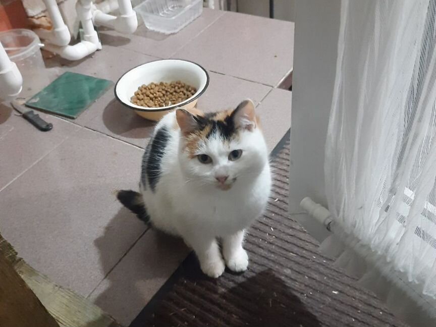Котенок в добрые руки