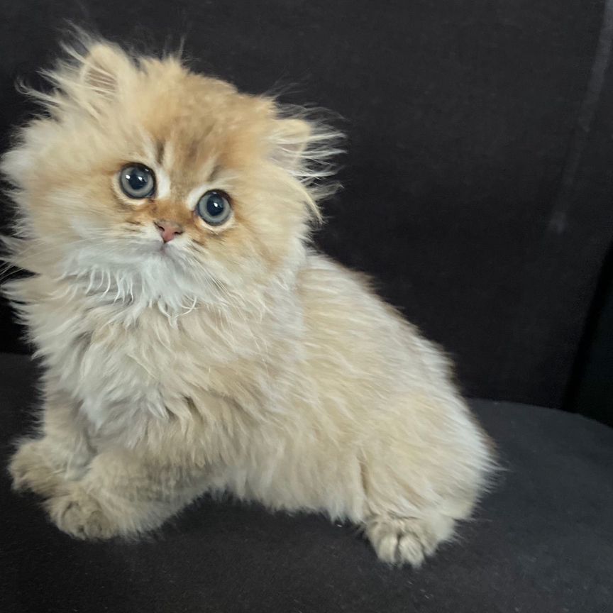 Котенок британский золотая шиншила
