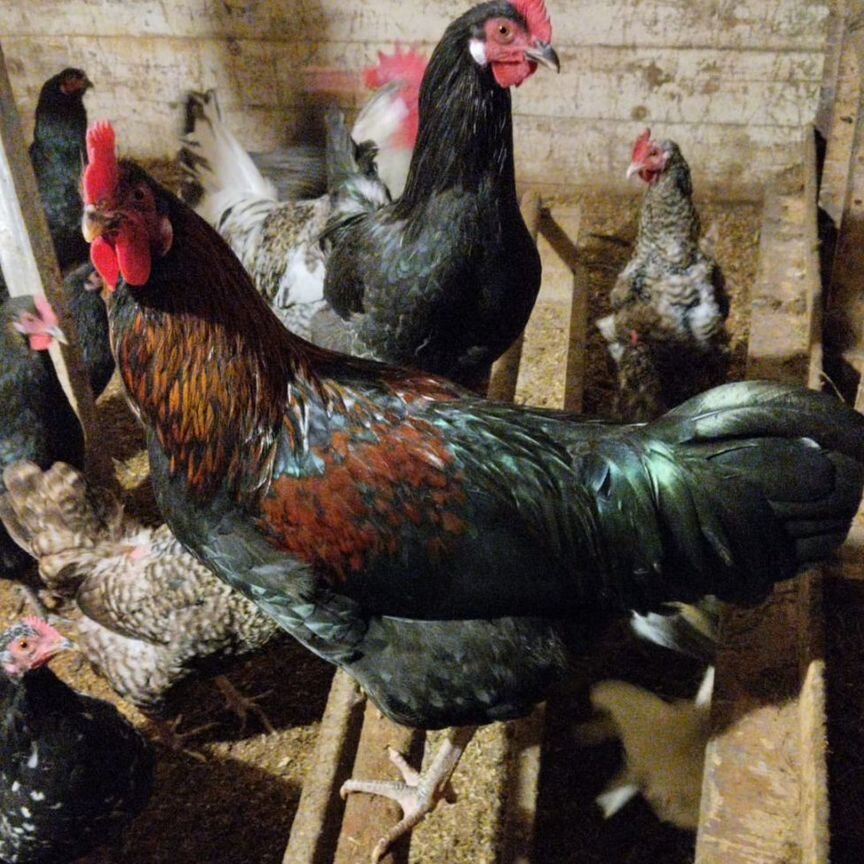 Петух молодой