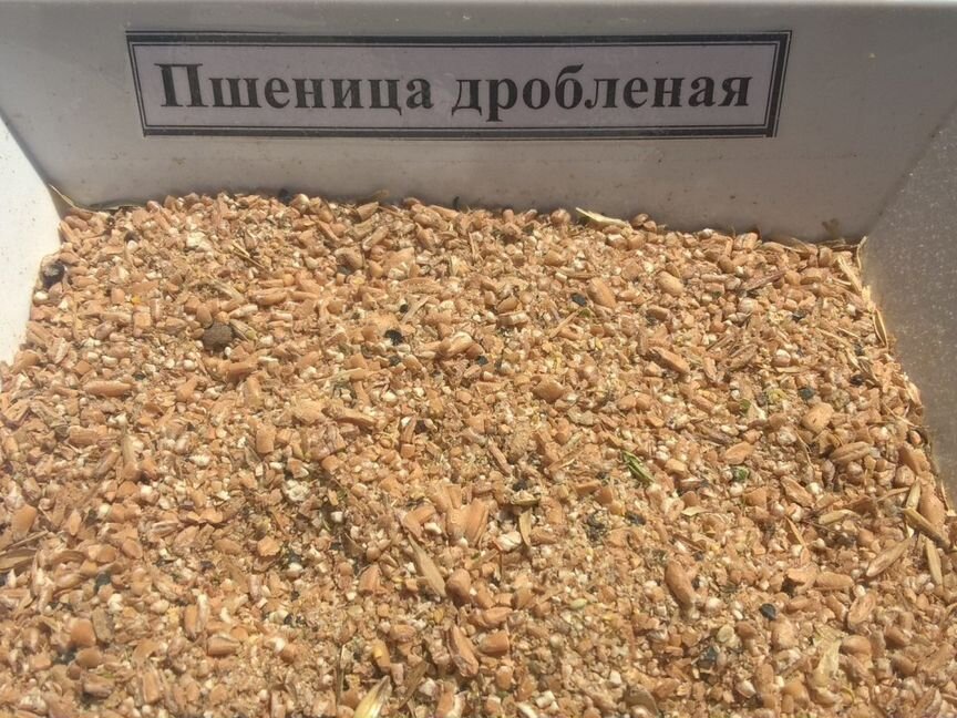 Пшеница дроблёная