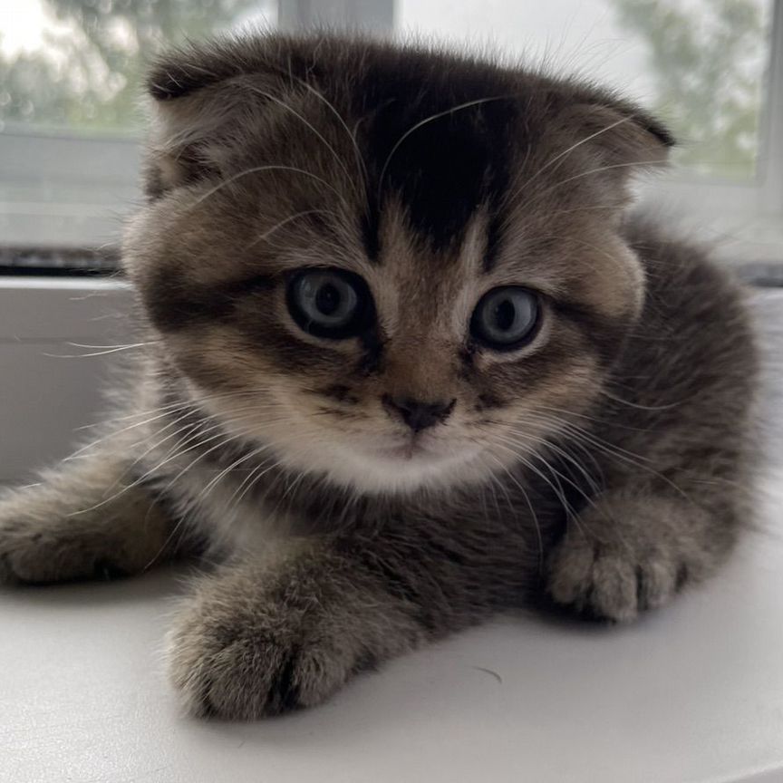 Шотландские вислоухие котята