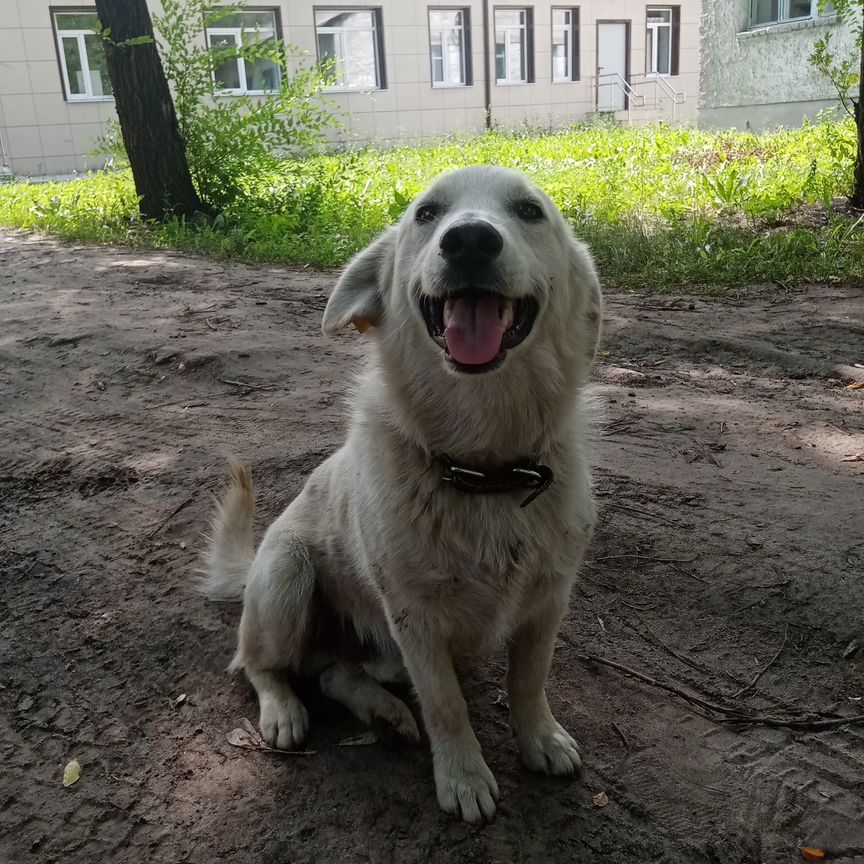 Дружок ищет себе хозяев