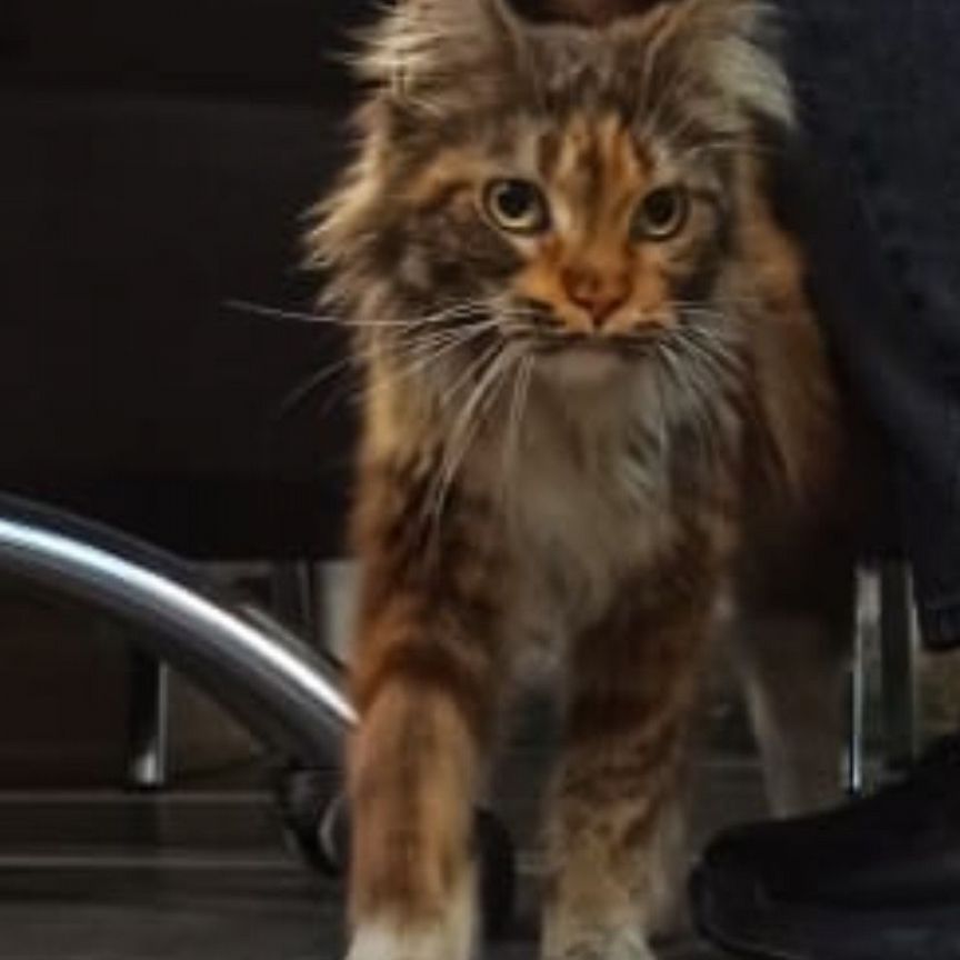 Найдена кошка