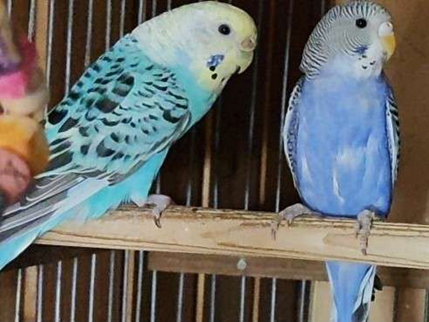 Попугаи волнистые, Рисовые Амадины