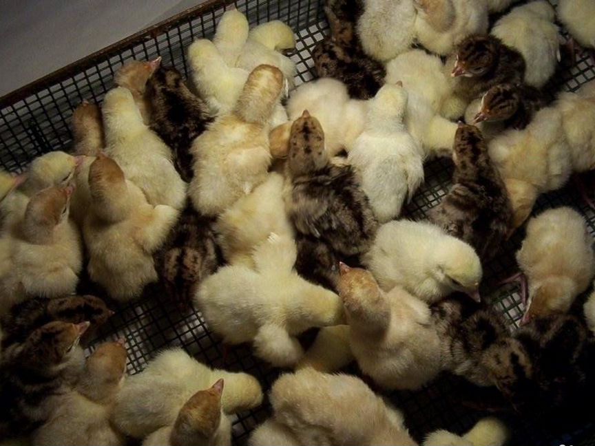 Индюшата, инкубационное яйцо Ломан Браун