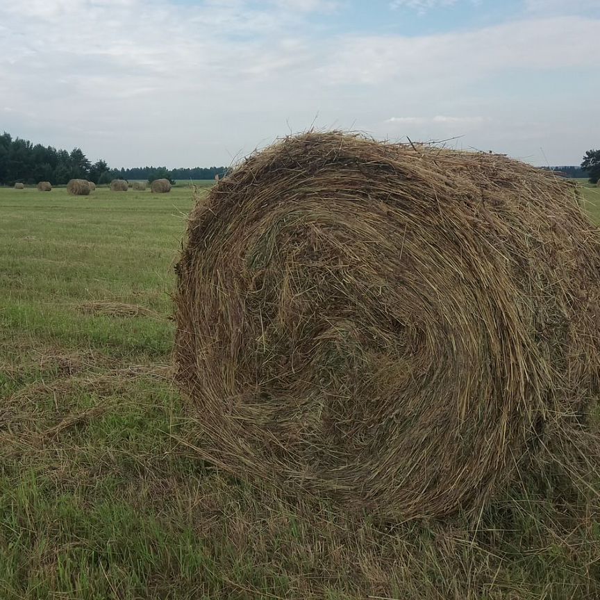 Сено в тюках