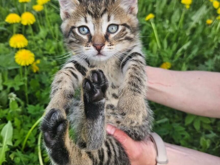 Котенок Шустрик