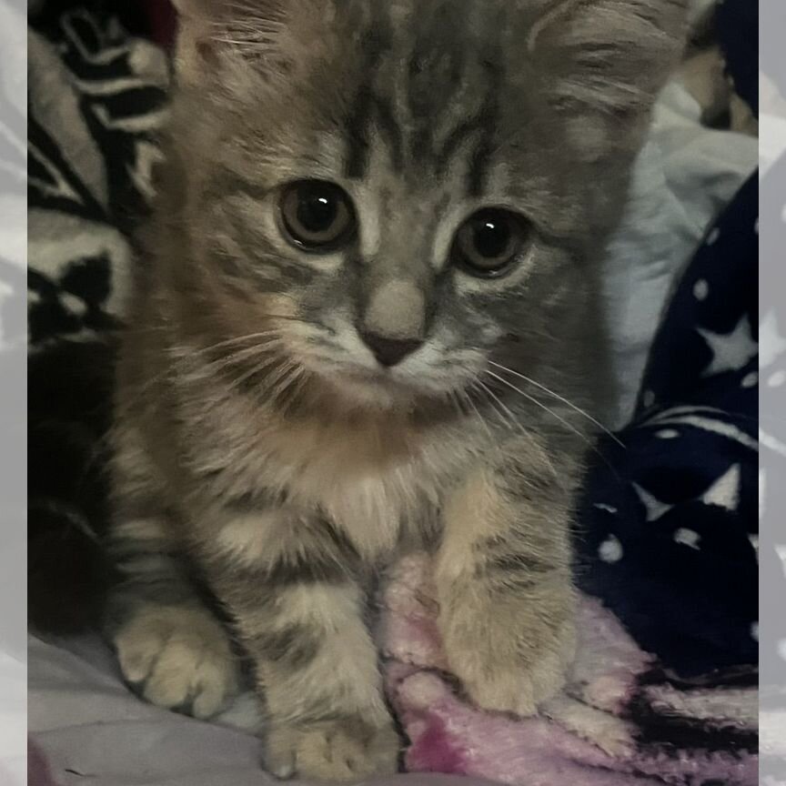 Шотландская прямоушка