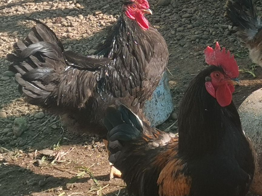 Молодые петушки