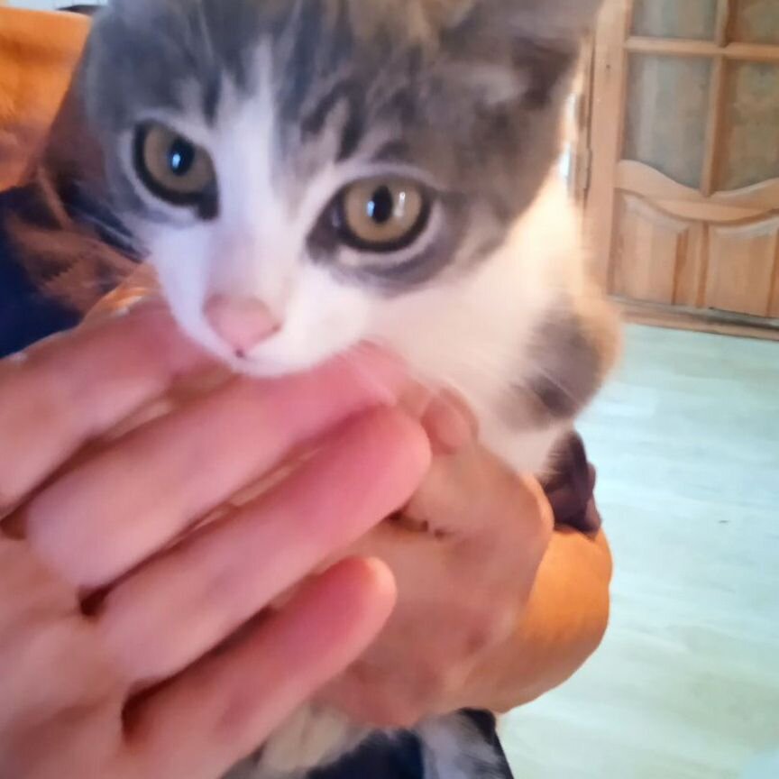 Котенок