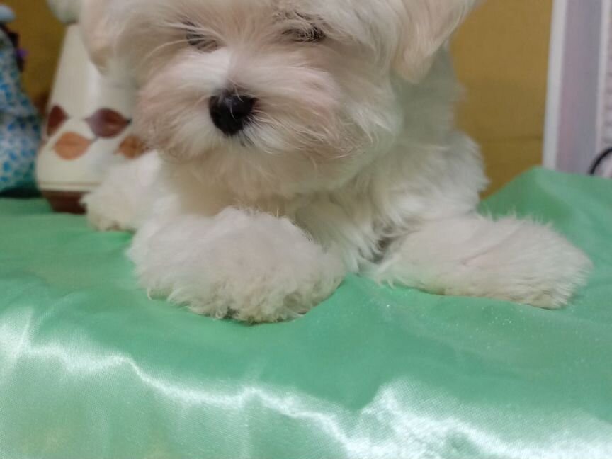 Мальтийская болонка