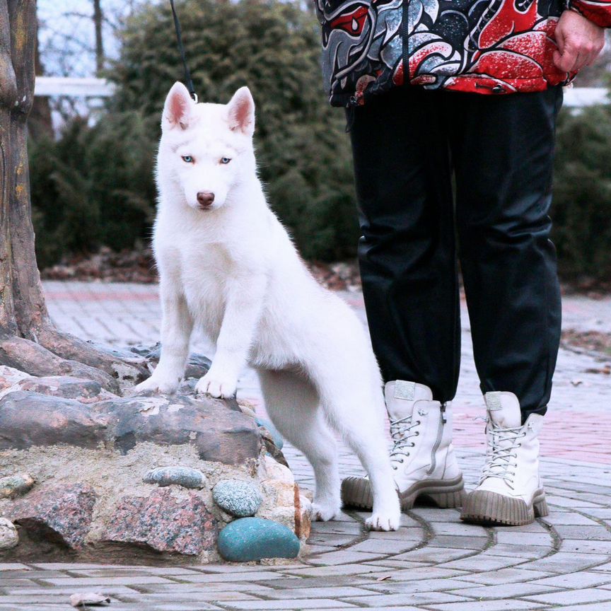 Хаски девочка