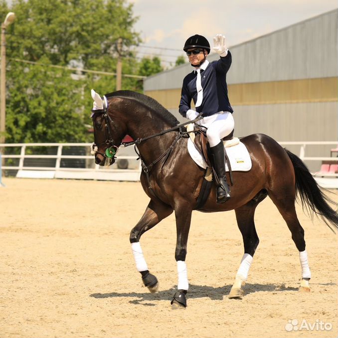 Английский Чистокровный Мерин 2018 года