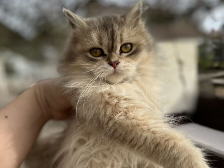 Кошечка 6 месяцев