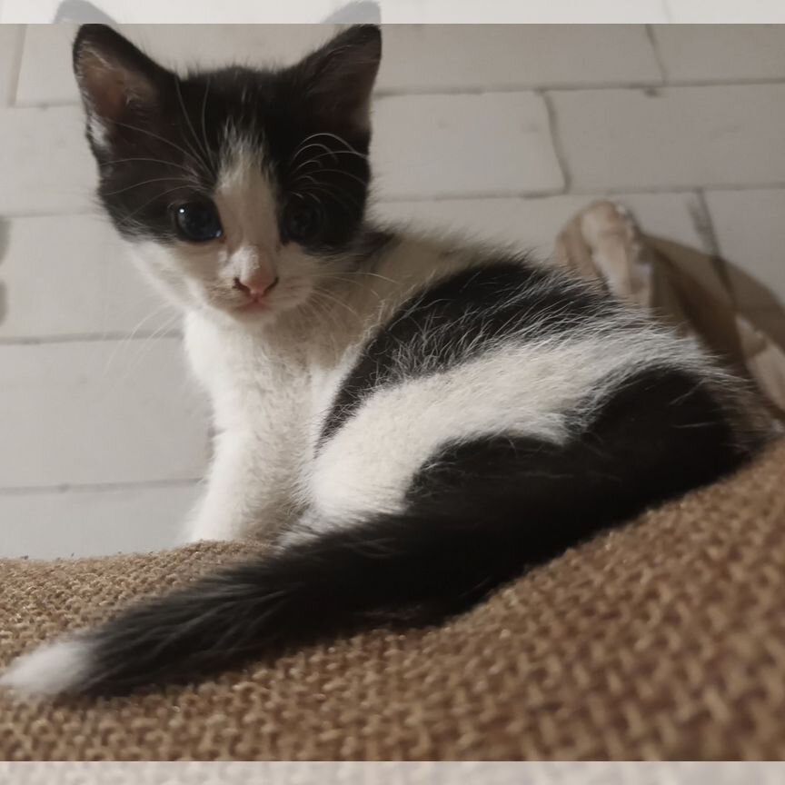 Котёнок в добрые руки