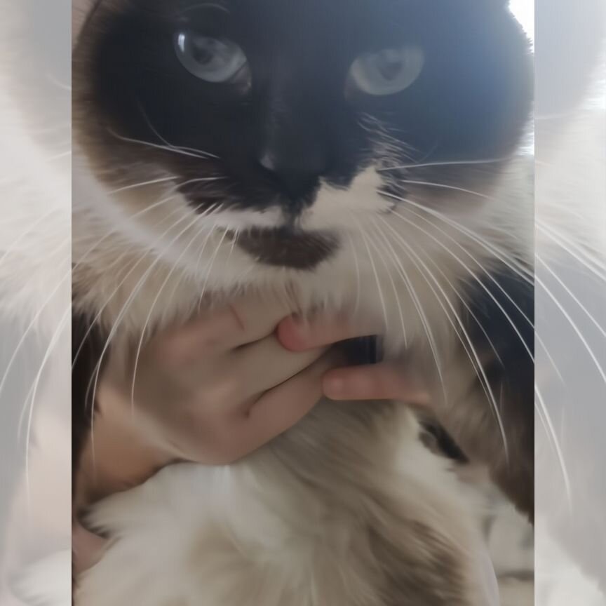 Сиамская, взрослая кошка