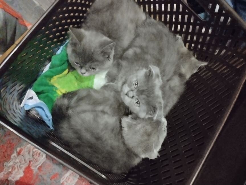 Шотландские котята