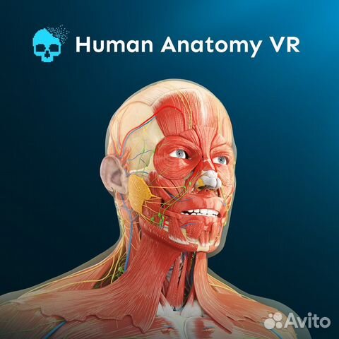Human anatomy VR2 для PS5 купить в Москве | Электроника | Авито