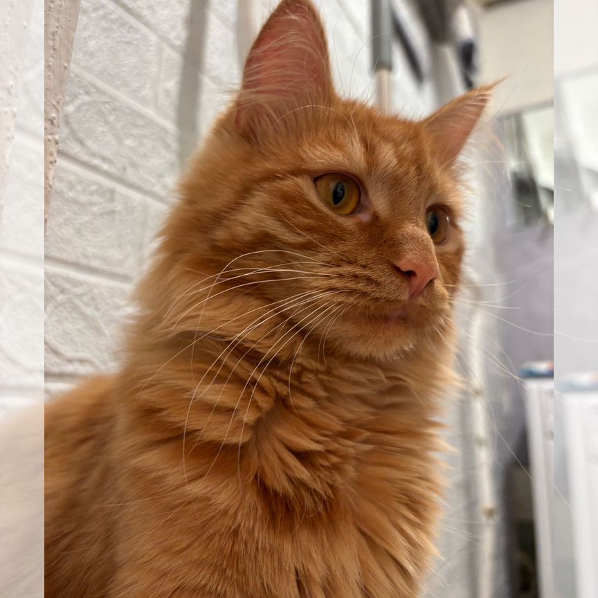 Мейн-кун котёнок