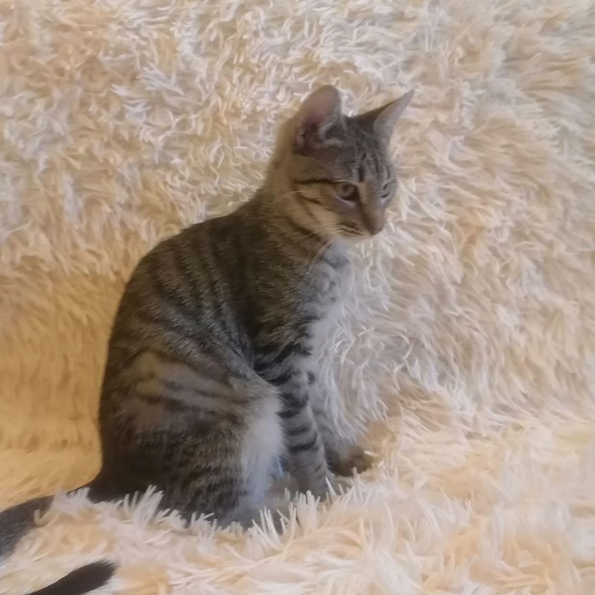 Котенок девочка в добрые руки