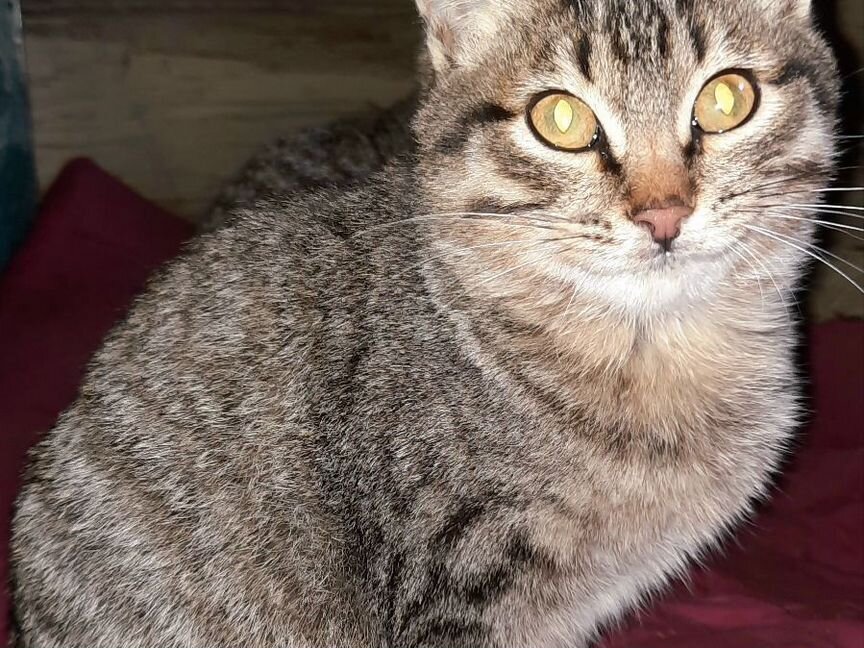 Кошки в добрые руки бесплатно