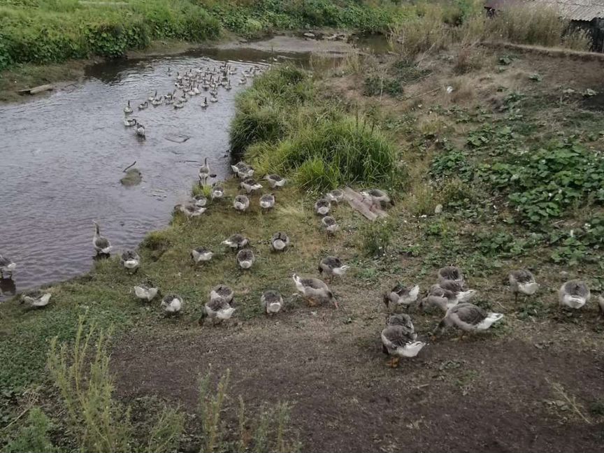 Крупные серые гуси,муларды