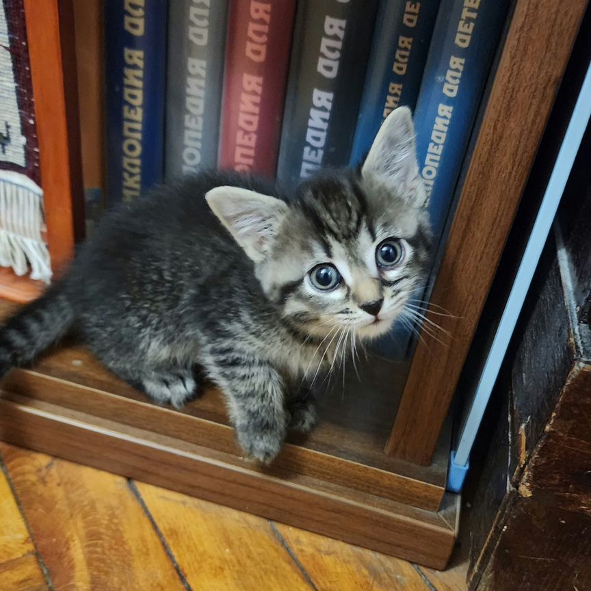Котёнок девочка 1,5 месяца домашний