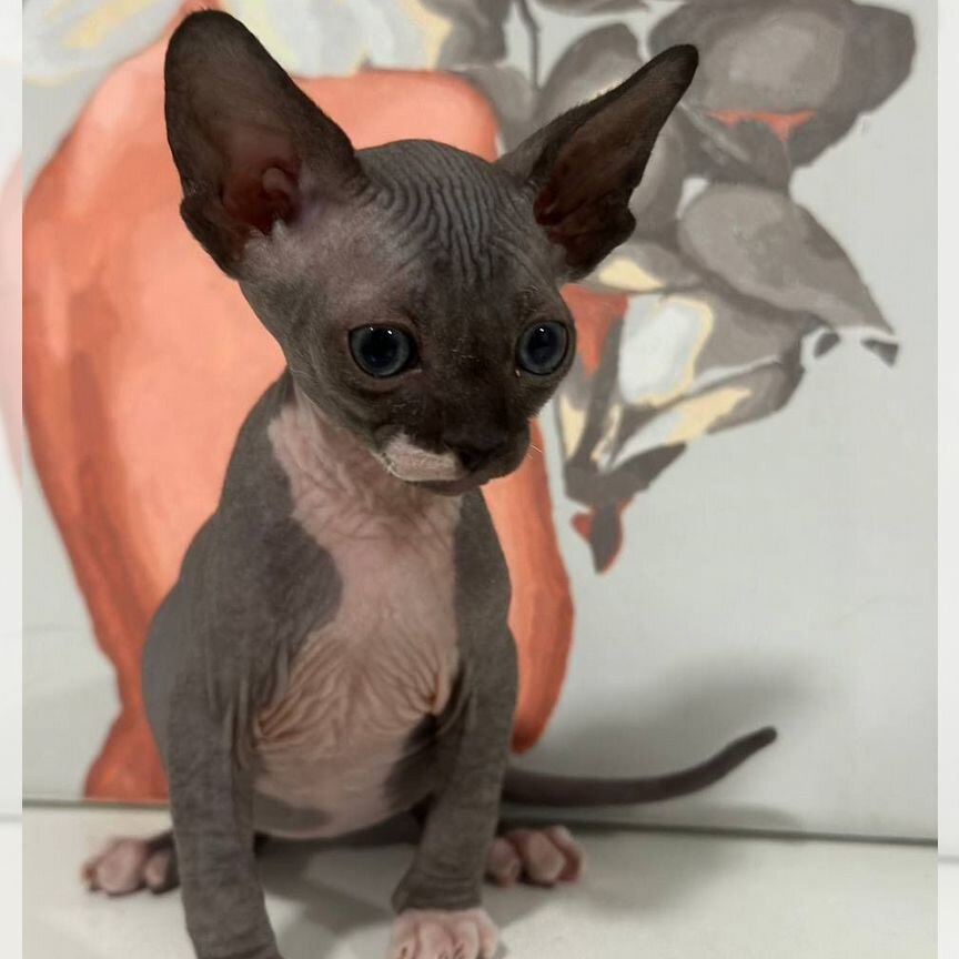 Канадский сфинкс