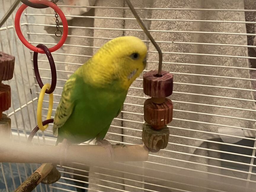 Попугай в добрые руки