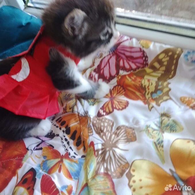 Пушистую красавицу отдам в хорошие руки