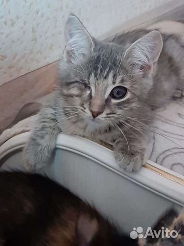 Котёнок