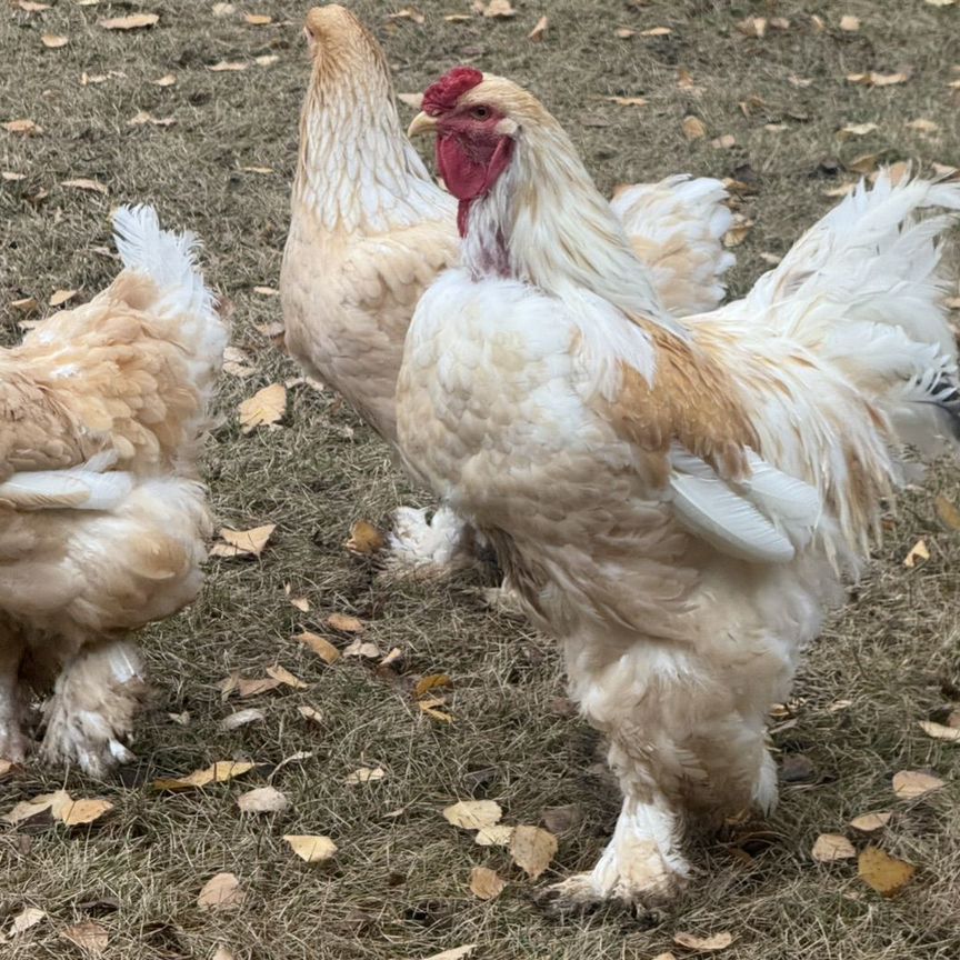 Куры породы брама