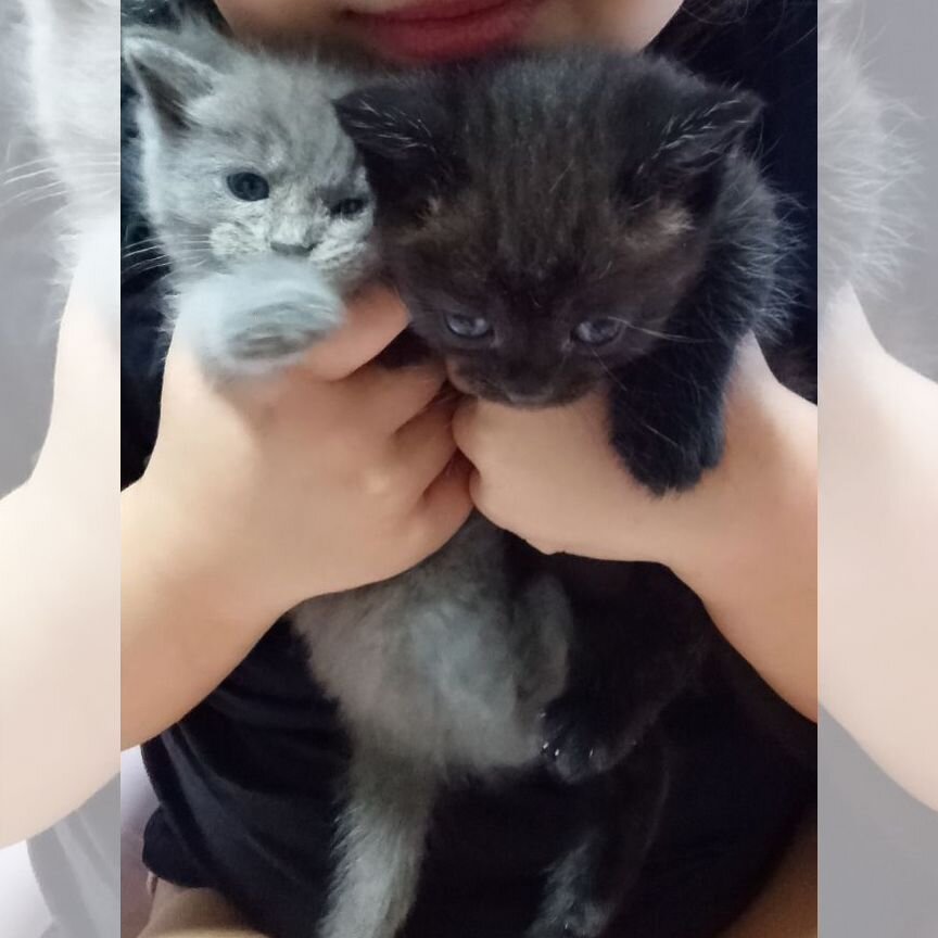 Британский длинношёрстный котёнок