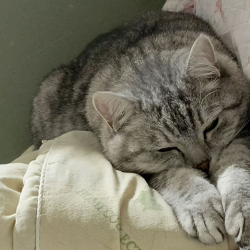 Кот добрые руки