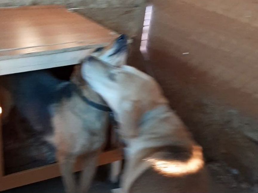 Щенки русской гончей